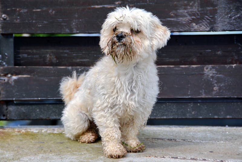 Cão sujo foto de stock. Imagem de bulldog, panting, navegação - 23237888