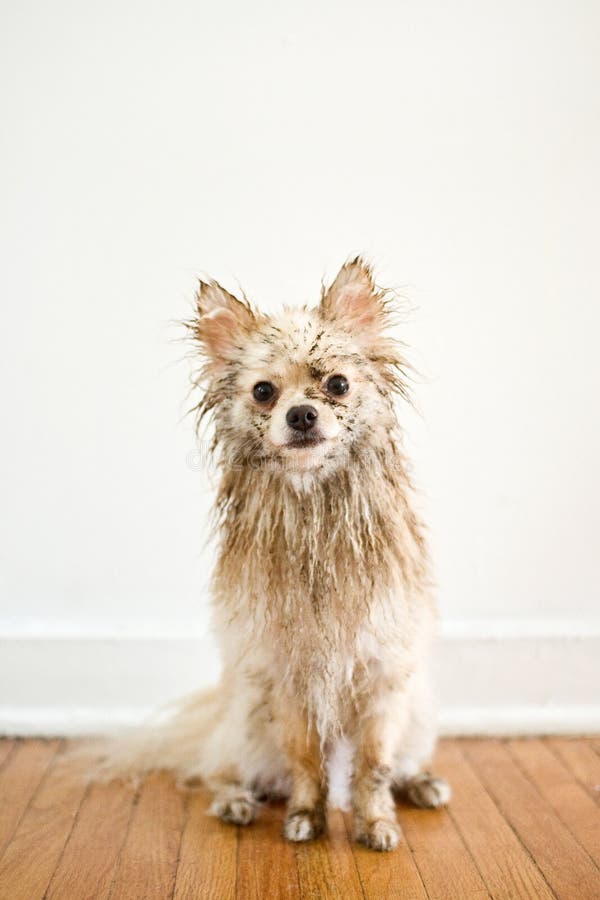 Cão sujo foto de stock. Imagem de bulldog, panting, navegação - 23237888