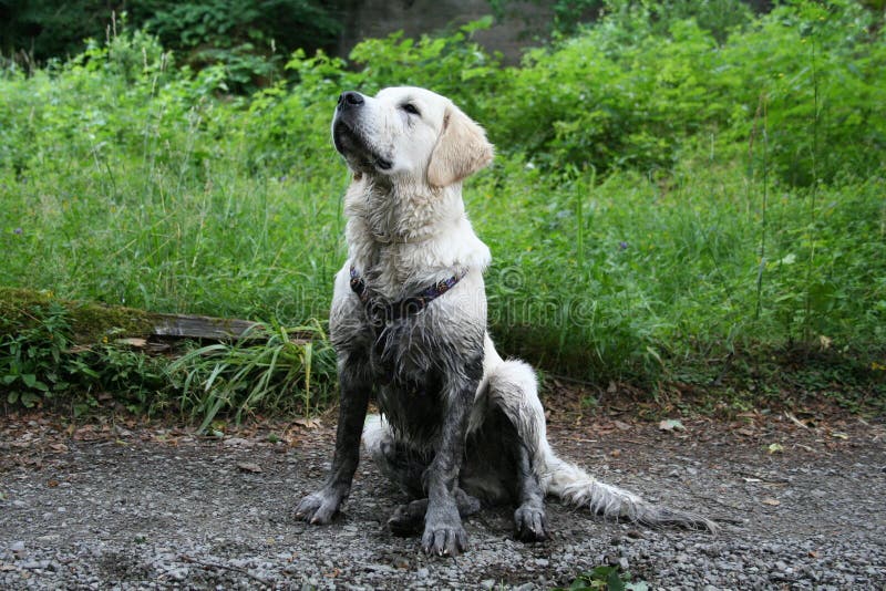Cão sujo imagem de stock. Imagem de amigo, dourado, praia - 5752021