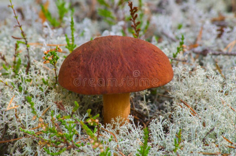 Cèpe - Champignon Comestible Photo stock - Image du comestible, automne ...