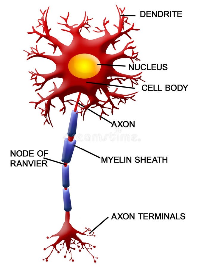Esquema De La Estructura Típica De La Neurona De La Anatomía Para El ...