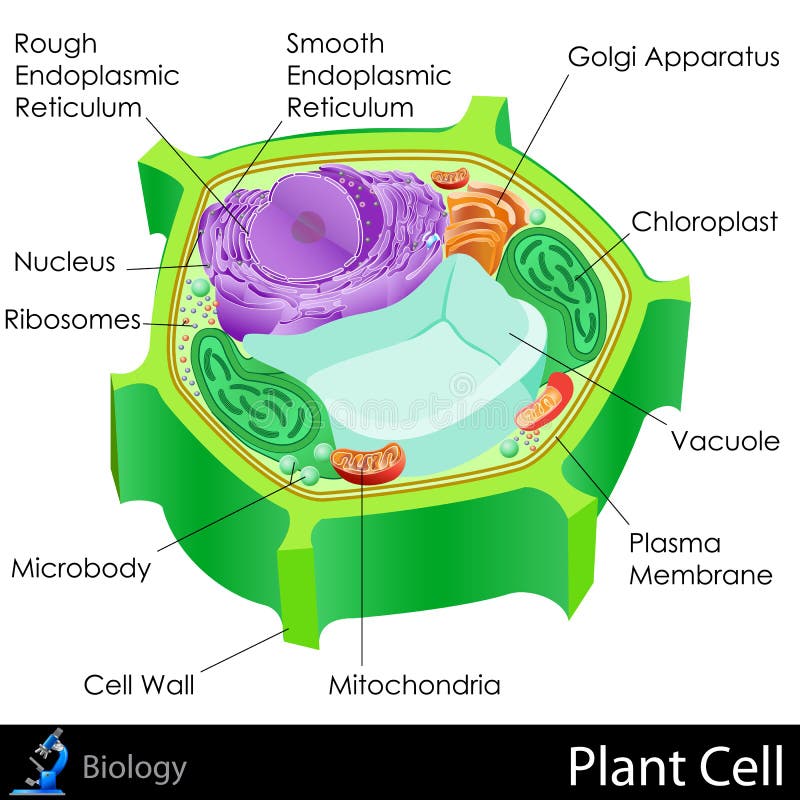 Célula de la planta stock de ilustración. Ilustración de sistema - 31606462