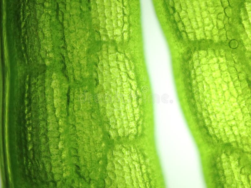 Célula De Las Algas Del Microorganismo Del Enfoque Imagen de archivo ...