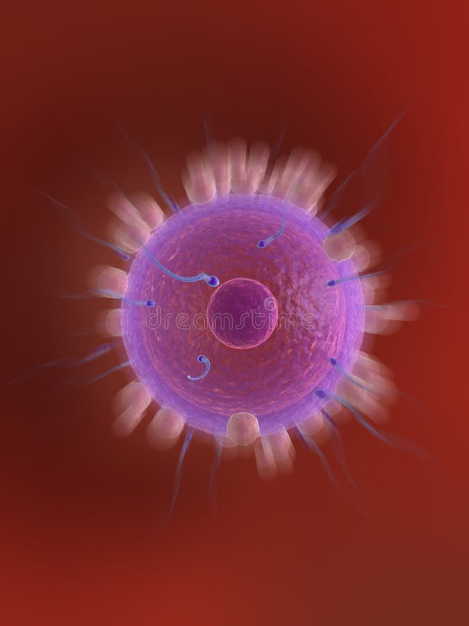 Célula del óvulo humano stock de ilustración. Ilustración de humano ...