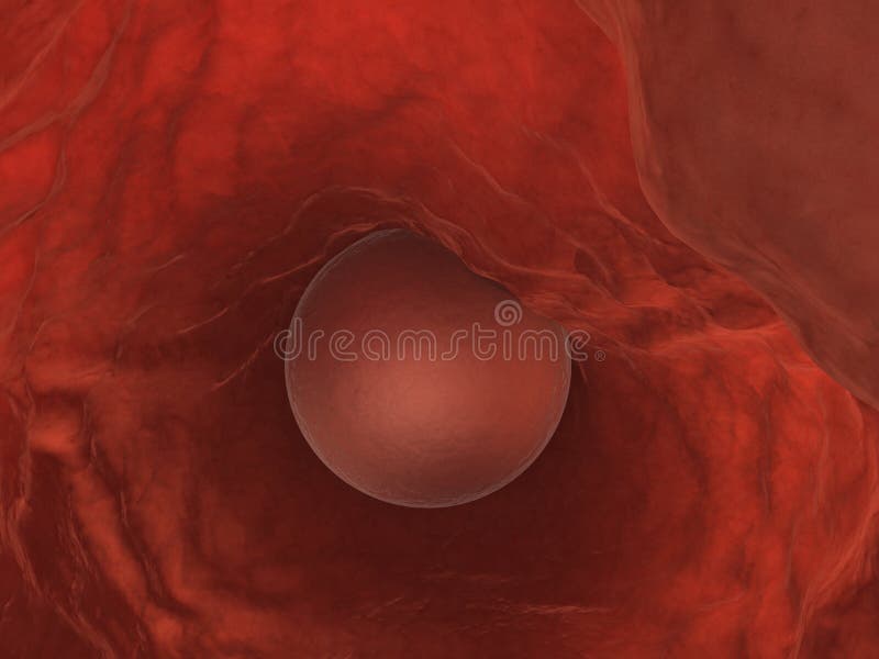 Célula del óvulo humano stock de ilustración. Ilustración de orgasmo ...