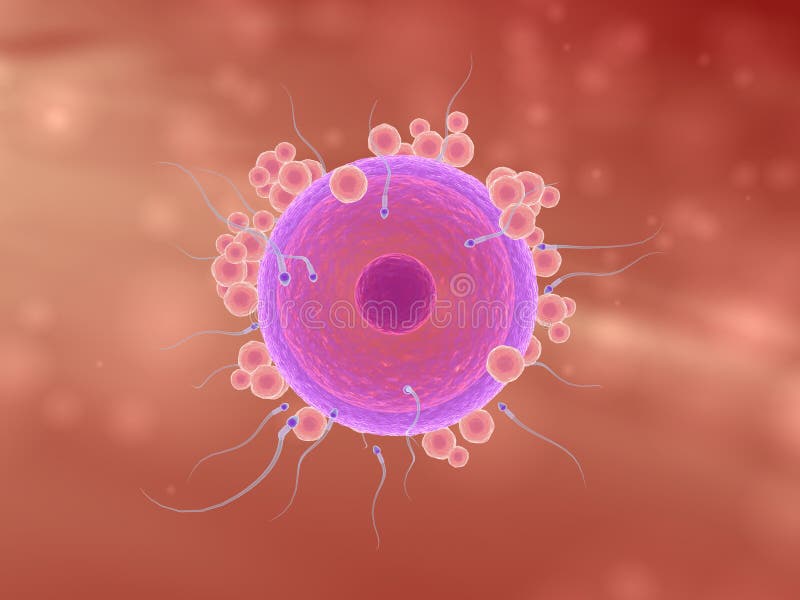 Célula del óvulo humano stock de ilustración. Ilustración de médico ...