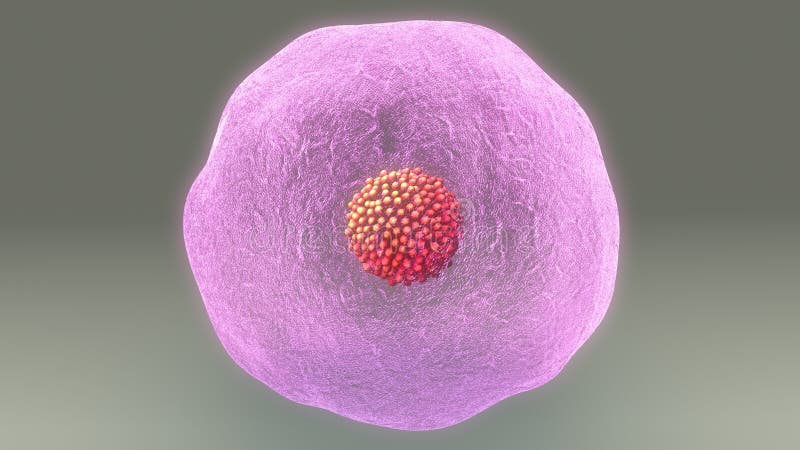 Célula del óvulo humano imagen de archivo. Imagen de célula - 84220769