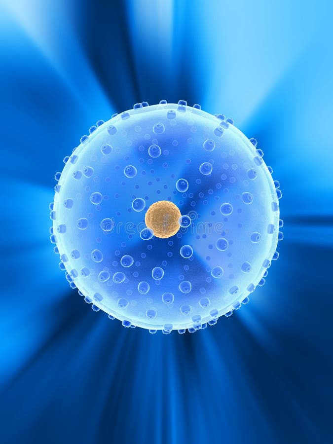 Célula del óvulo humano stock de ilustración. Ilustración de fértil ...