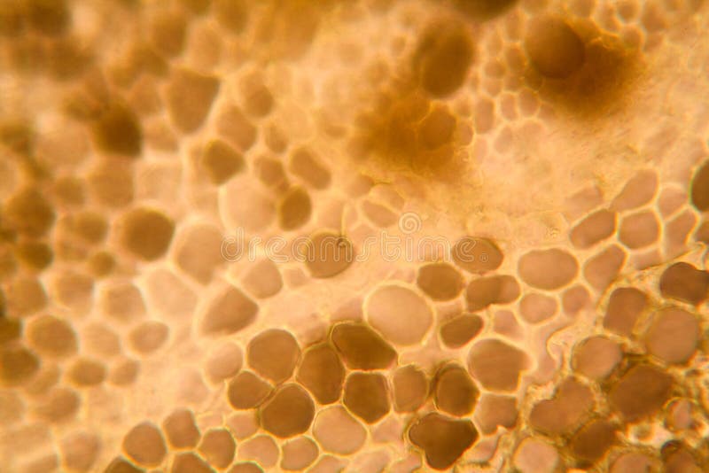 Células De Apple En El Microscopio Imagen de archivo - Imagen de ...