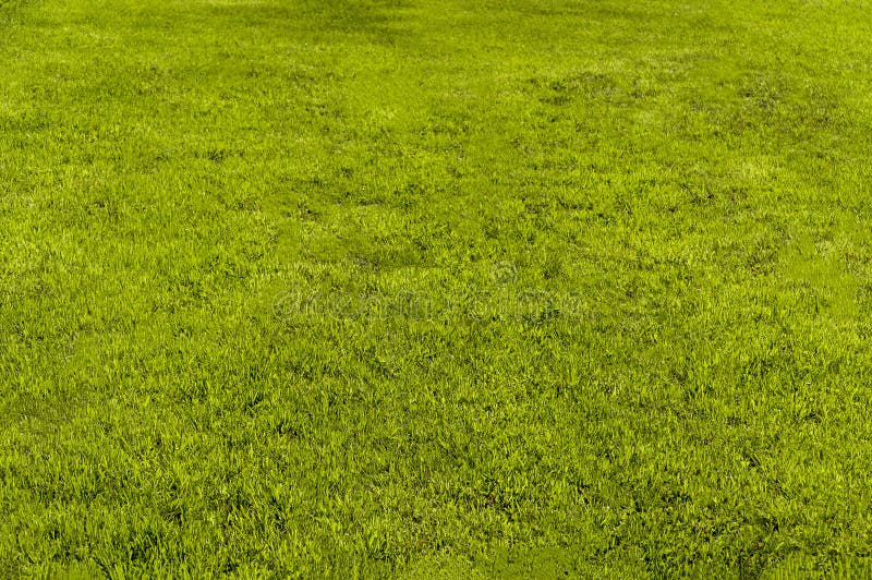 Césped De Color Verde Amarillo Césped Rapado Imagen de archivo - Imagen ...
