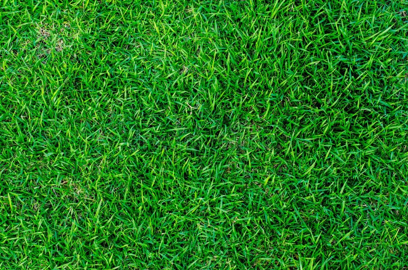 Césped verde foto de archivo. Imagen de césped, planta - 26698458