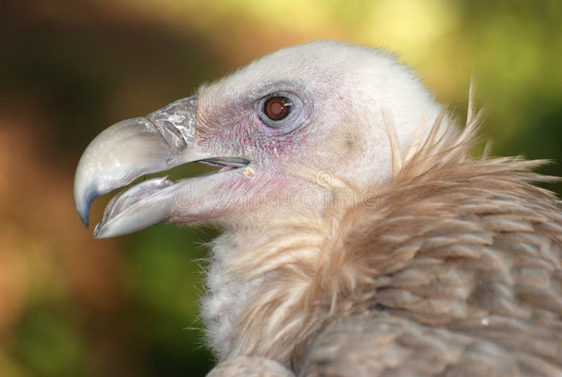 Cóndor del águila foto de archivo. Imagen de pico, cara - 11542392