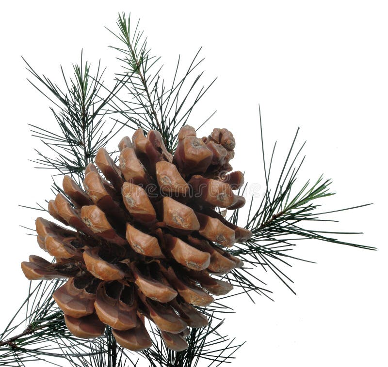Cône de pin image stock. Image du ornement, arbre, fruits - 12446549