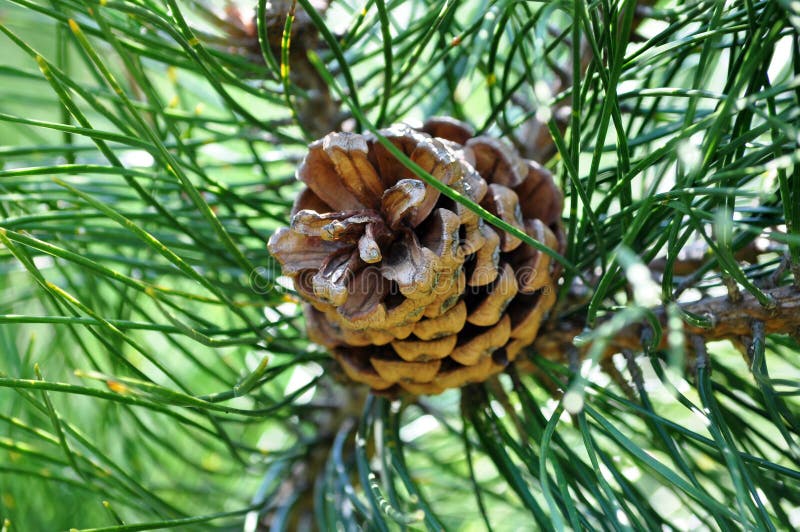 Cône De Pin De Douglas-sapin Image stock - Image du branchement, fermer ...