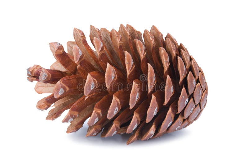 Cône De Conifère, Cône De Sapin Ou Pomme De Sapin Sur Le Blanc Image ...