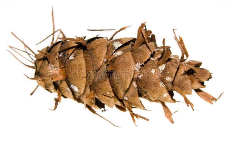 Cône de sapin de Douglas image stock. Image du fond, avec - 12210105