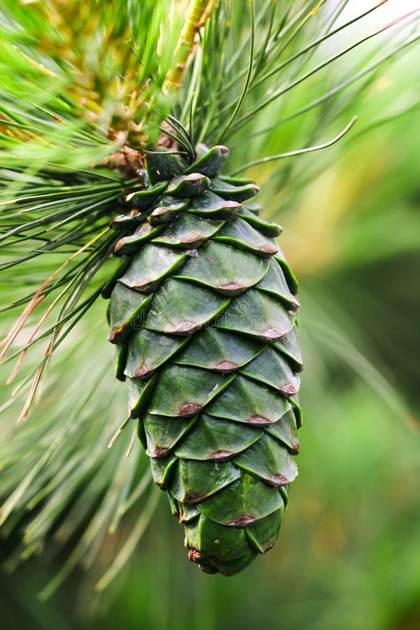 Cône photo stock. Image du ornement, branchement, conifére - 39090072