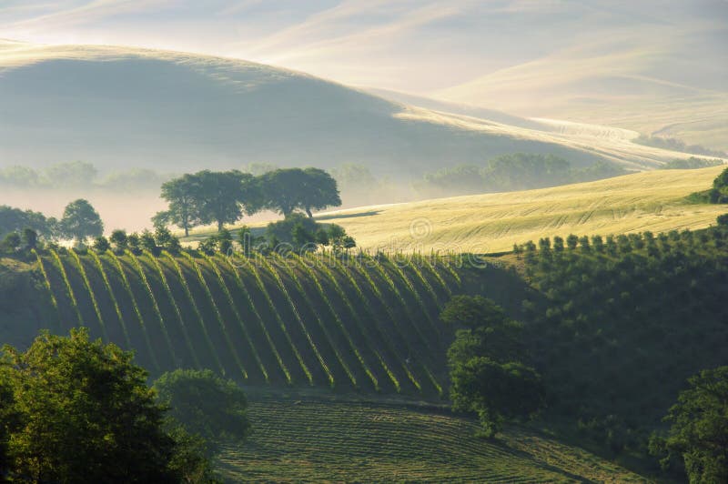 Collines De La Toscane, Sous Le Soleil Image stock - Image du extérieur ...