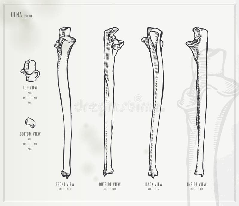 Cúbito Del Lado Delantero Y Radial Ilustración del Vector - Ilustración ...