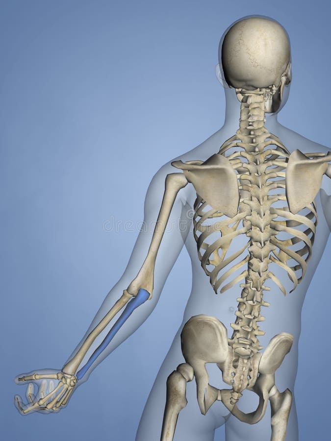 Cúbito, Esqueleto Humano, Modelo 3D Stock de ilustración - Ilustración ...