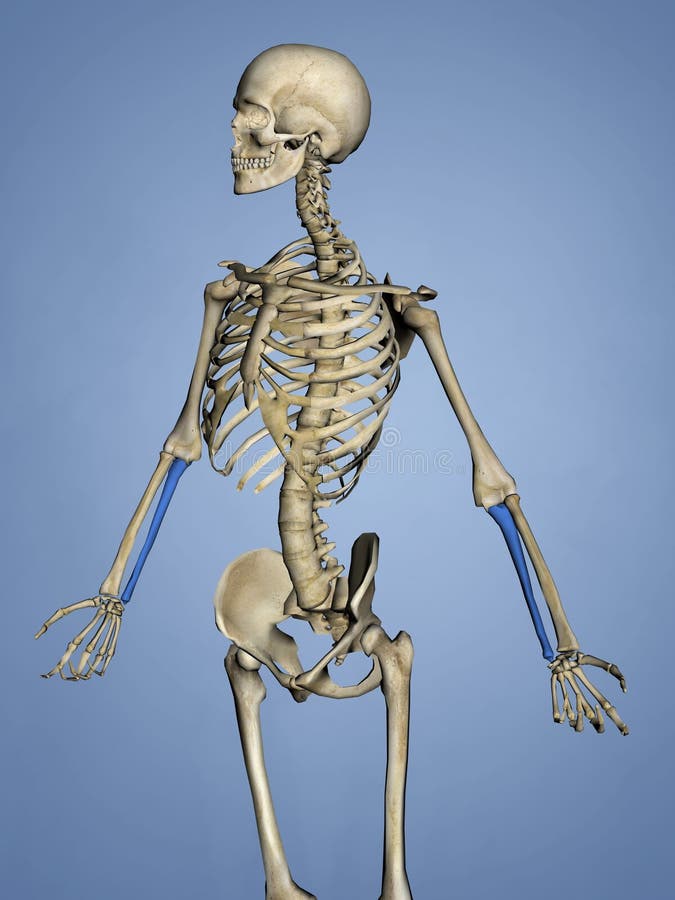 Cúbito, Esqueleto Humano, Modelo 3D Stock de ilustración - Ilustración ...
