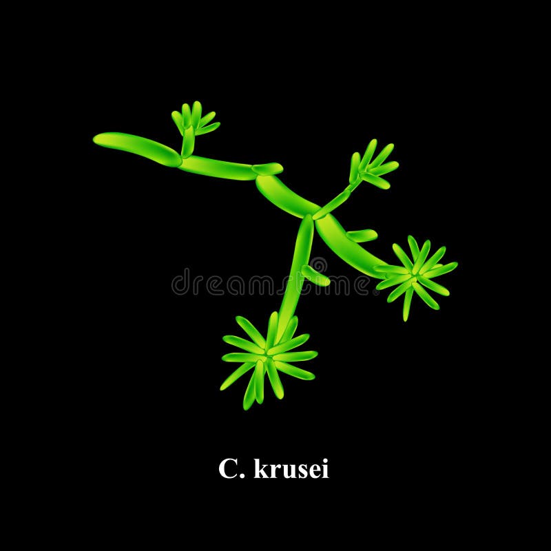 C. Krusei Candida. Pathogenic Yeast-like Fungi of the Candida Type ...