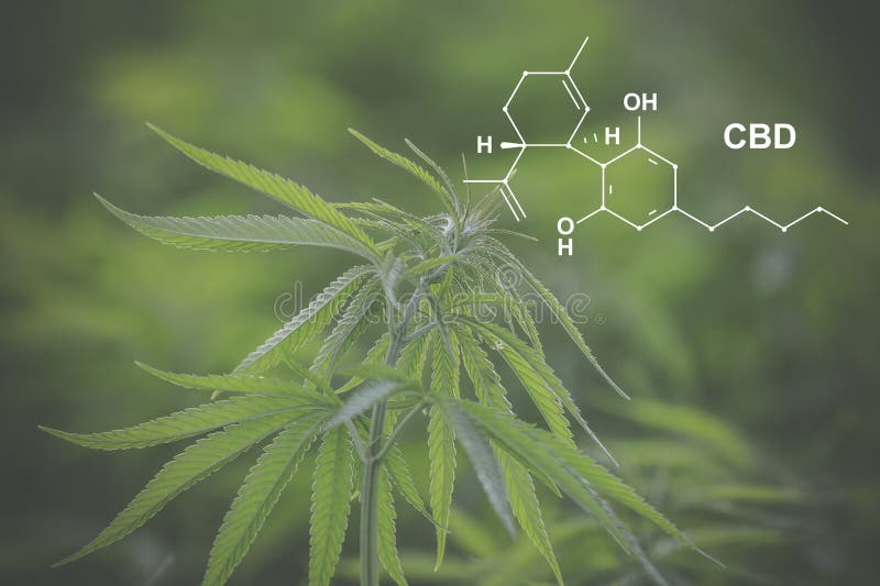 Image Medicinal Cannabis with Extract Oil of the Formula CBD Cannabinol ... Image Medicinal Cannabis with Extract Oil of the Formula CBD Cannabinol ...