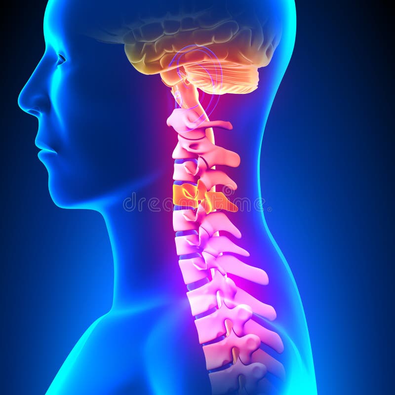 C4 Disc - Cervical Spine stock illustration. Illustration of head ...