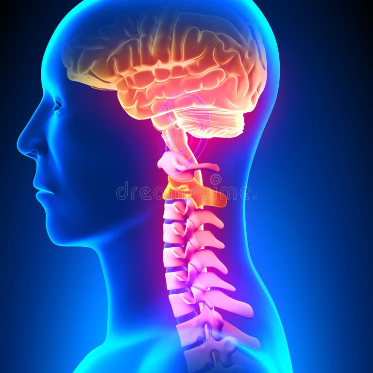 Disco C2 - Columna Cervical Stock de ilustración - Ilustración de nervio, joven: 50003281