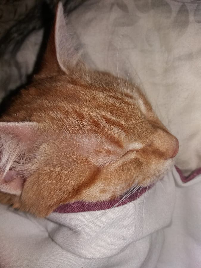 C& x27;est mignon stock photo. Image of amazing, beauty - 83200852