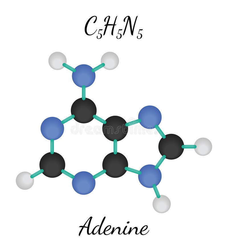 Adenine molecule stock vector. Illustration of nucleobase - 65613546 Adenine molecule stock vector. Illustration of nucleobase - 65613546