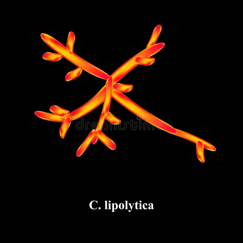 C. Lipolytica Candida. Pathogenic Yeast-like Fungi of the Candida Type ...