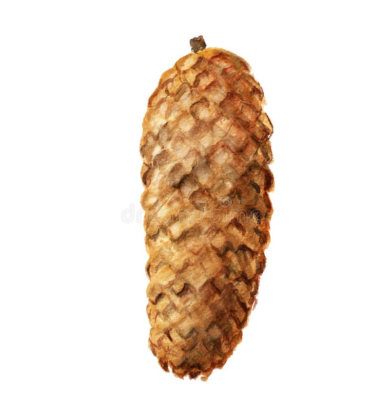 Cône d'arbre de sapin image stock. Image du personne - 62247927