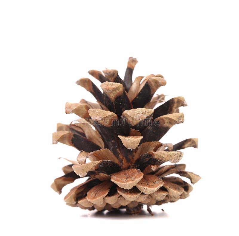 Cône de pin de Brown photo stock. Image du fond, objet - 36507378