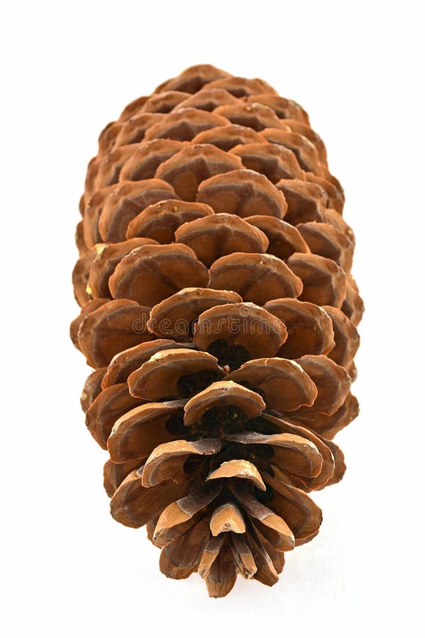Cône De Pin De Sucre Et Cône De Pin De Lodgepole Photo stock - Image du ...