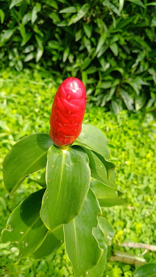 C Ostus Woodsonii Stock Photos - Free & Royalty-Free Stock Photos from Dreamstime