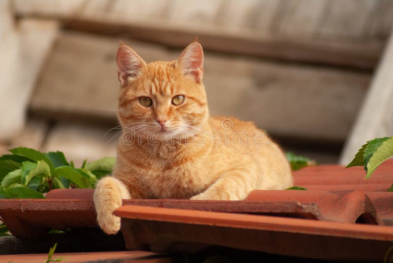 C Ute Red Cat on the Red Roof Stock Photo - Image of roof, face: 274749980