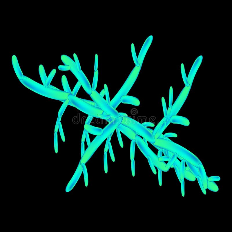 C. Viswanathii Candida. Pathogenic Yeast-like Fungi of the Candida Type ...