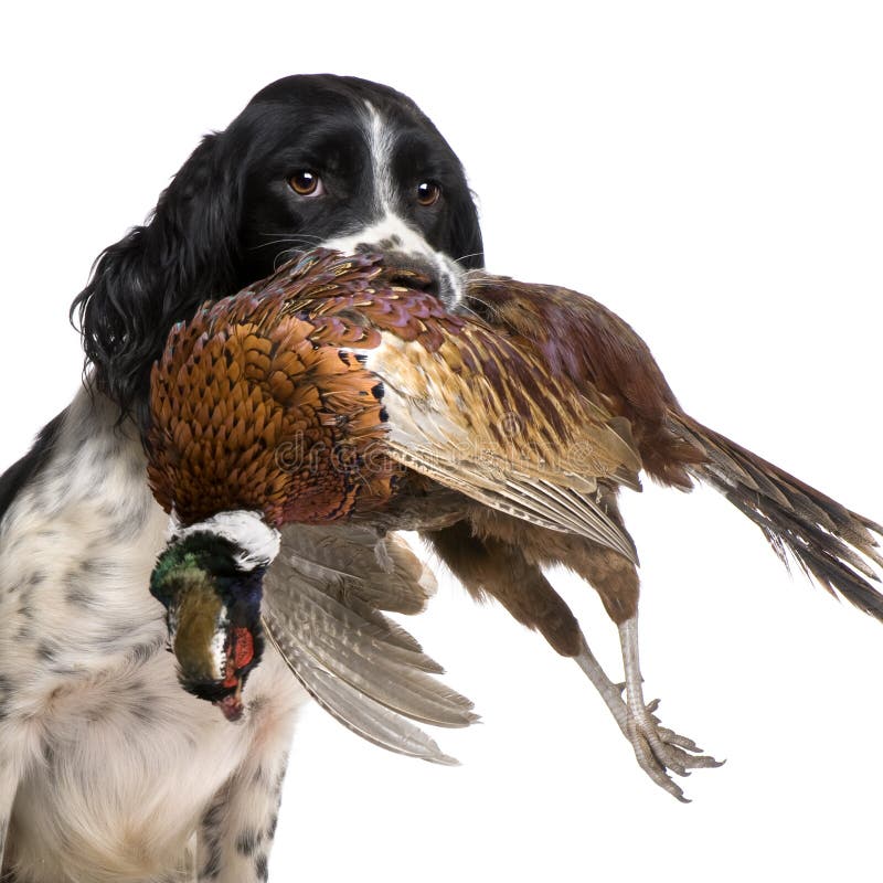 Caça Do Spaniel De Springer Inglês (1 Ano) Imagem de Stock - Imagem de ...