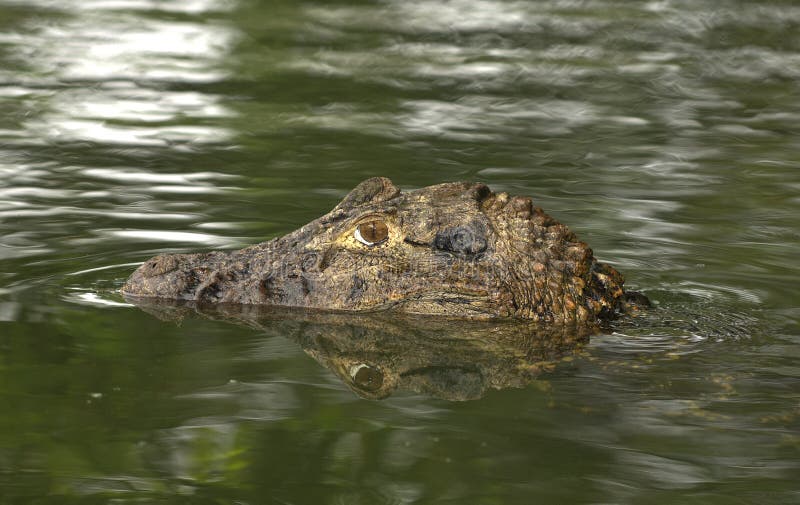 Caiman noir photo stock. Image du crocodile, animal, bouche - 16676284