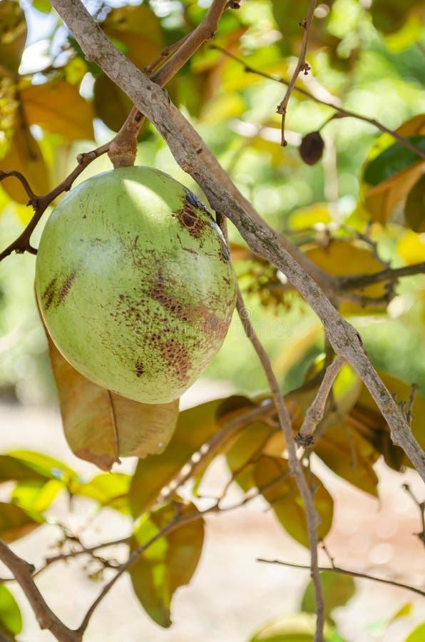 Feuille De Caïmite De Chrysophyllum Photo stock - Image du tropical ...