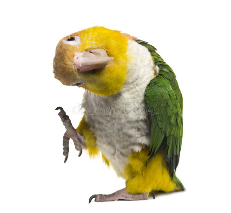 Red Parrot Bending Over and Nibbling on a Wooden Branch. Stock Photo ...