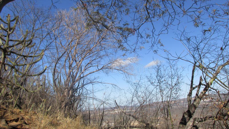 Caatinga Biome: Dry Forest Trees Petrolina, Pernambuco, Brazil Stock ...