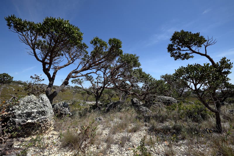 The Caatinga Landscape in Northeast Brazil Stock Image - Image of ...