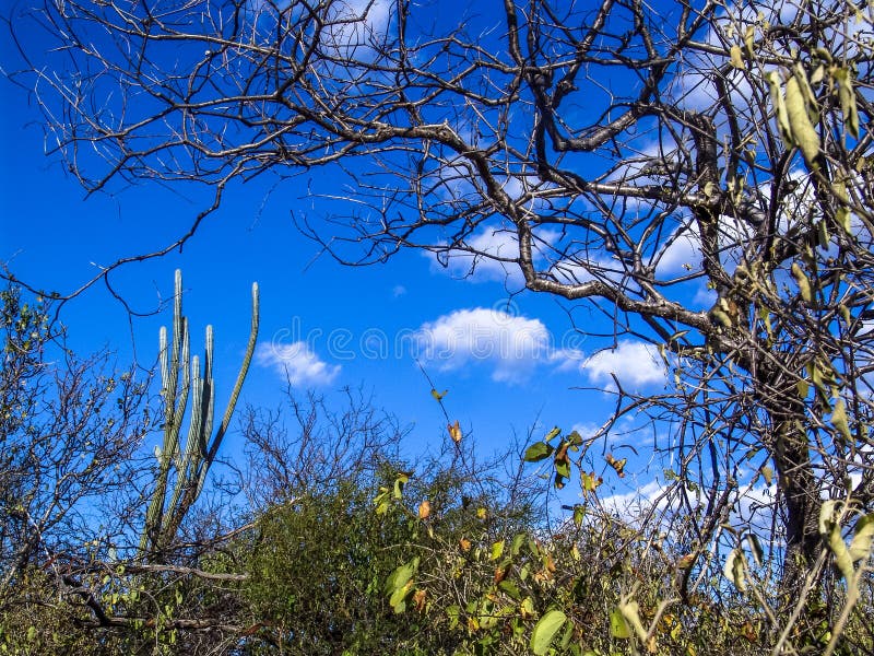 Caatinga Biome: Dry Forest Trees Petrolina, Pernambuco, Brazil Stock ...