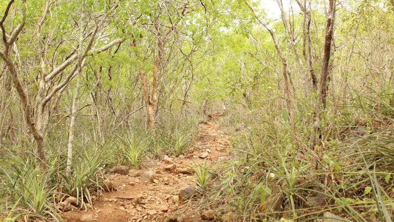 Caatinga vegetation stock photo. Image of trail, plant - 262371188