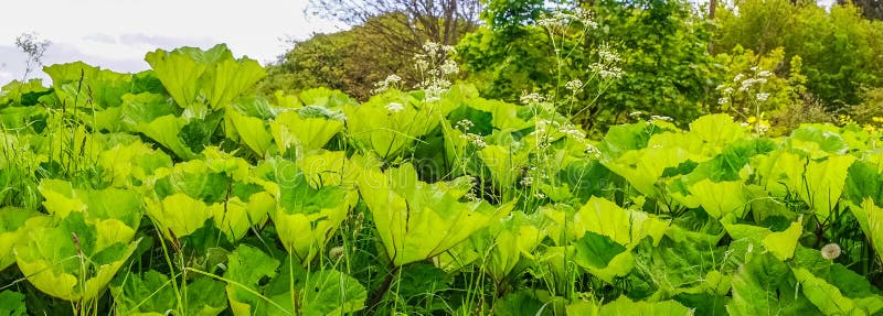 Cabage in the garden stock photo. Image of garden, ingredient - 55970860