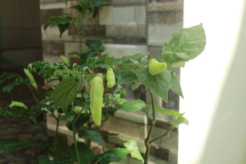 Cabai Cengek Domba stock image. Image of green, cabai - 269372273