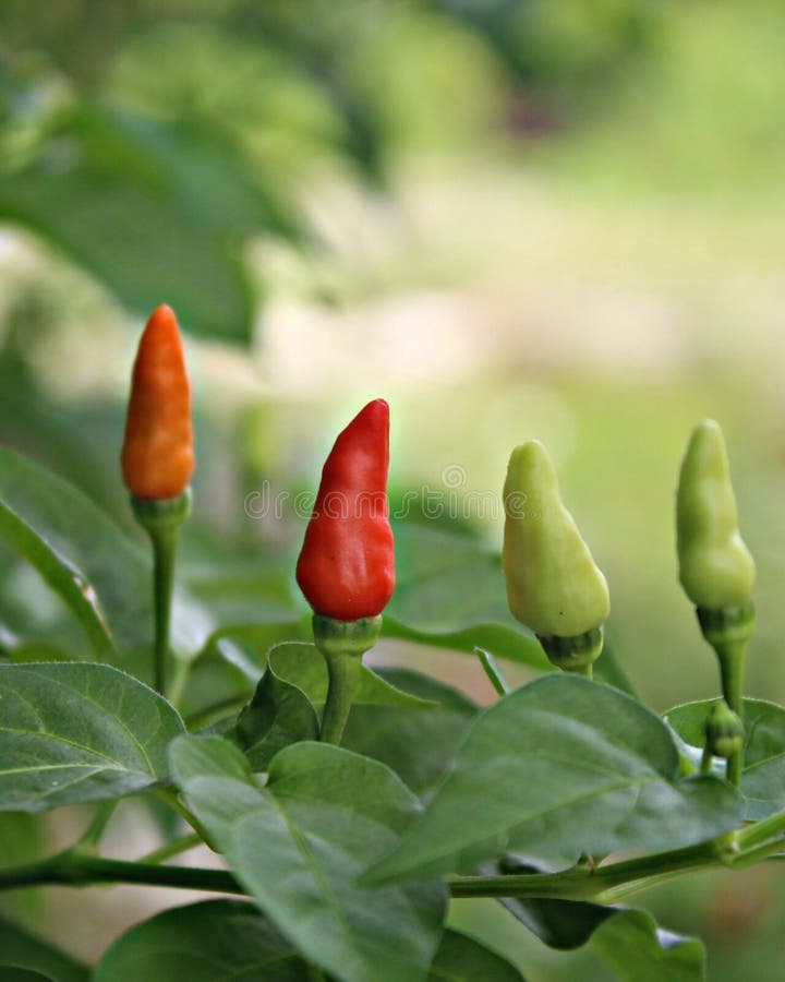 Cabai merah stock photo. Image of merah, petal, penyedap - 260163882