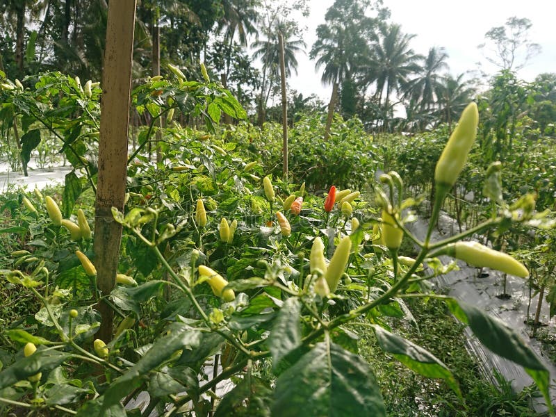 326 Background Cabai Stock Photos - Free & Royalty-Free Stock Photos ...